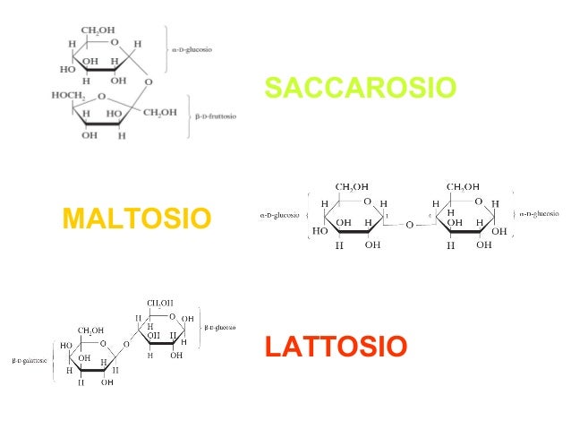 Macromolecole biologiche