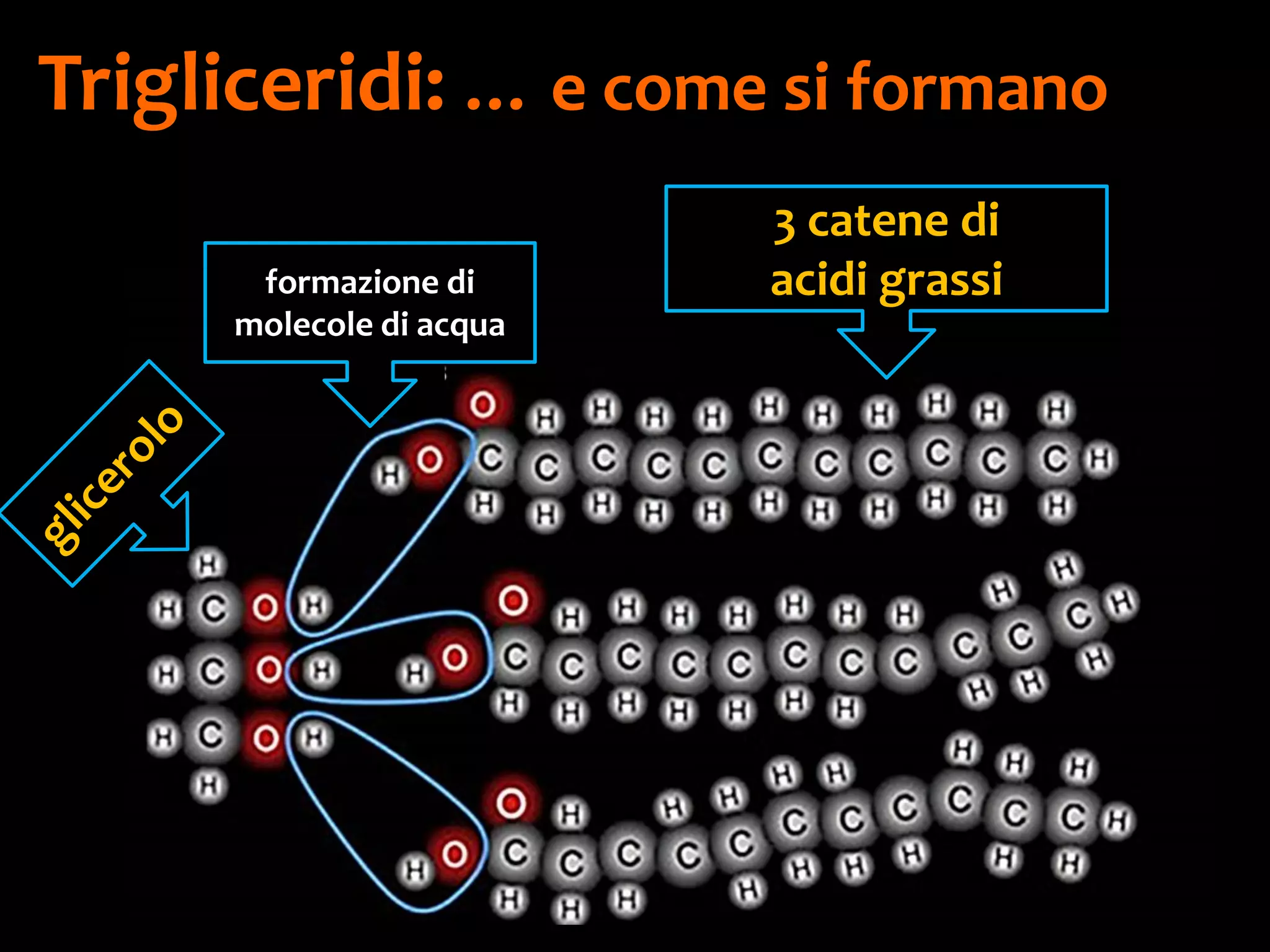 Biomolecole 3. lipidi | PDF