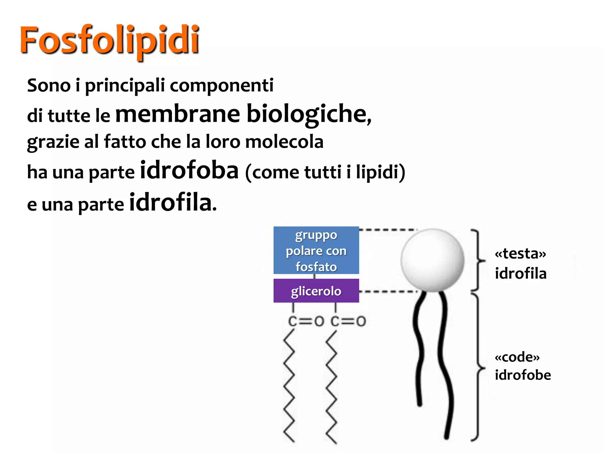 Biomolecole 3. lipidi | PDF | Chemistry | Science
