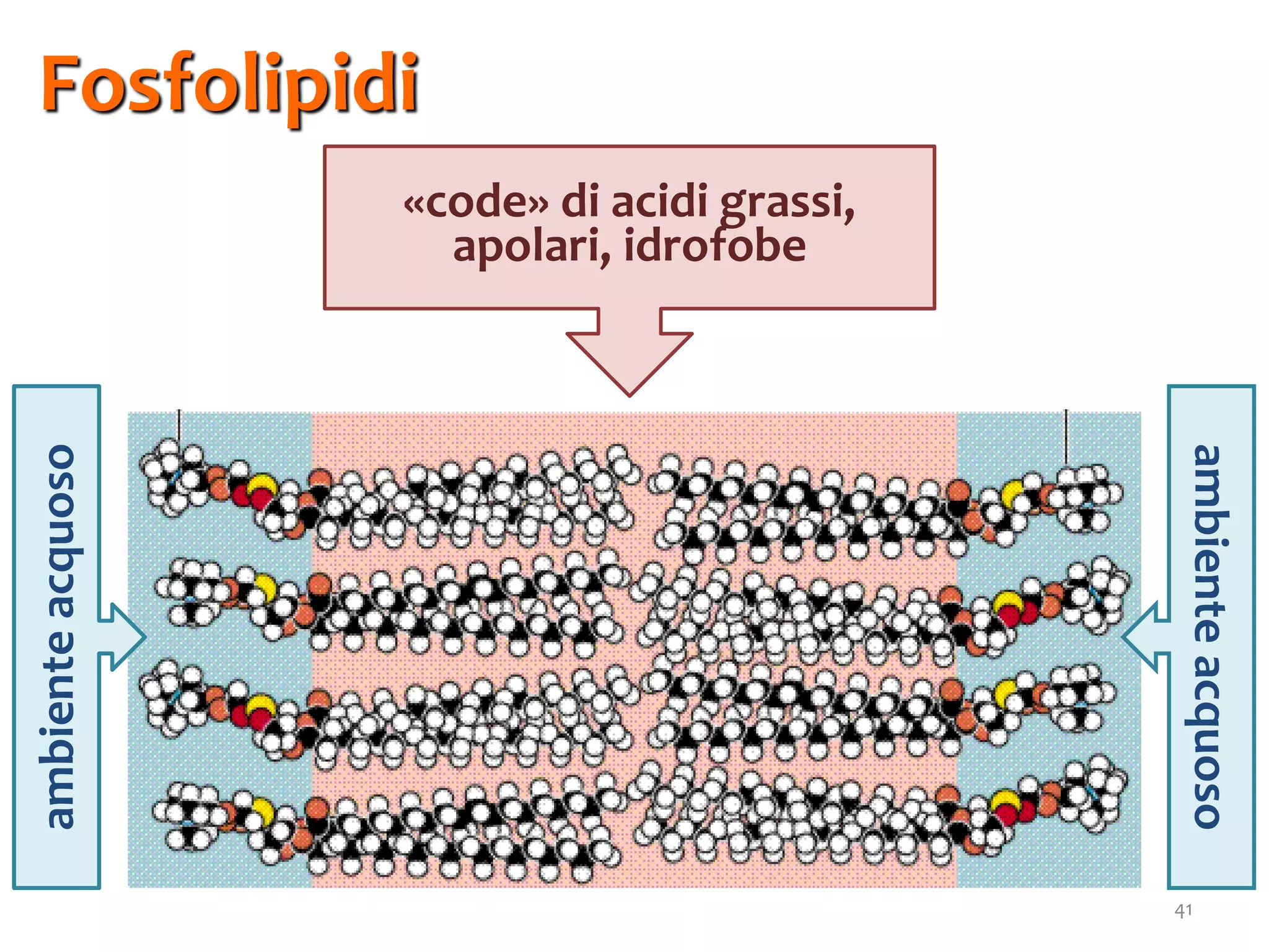Biomolecole 3. lipidi | PDF | Chemistry | Science