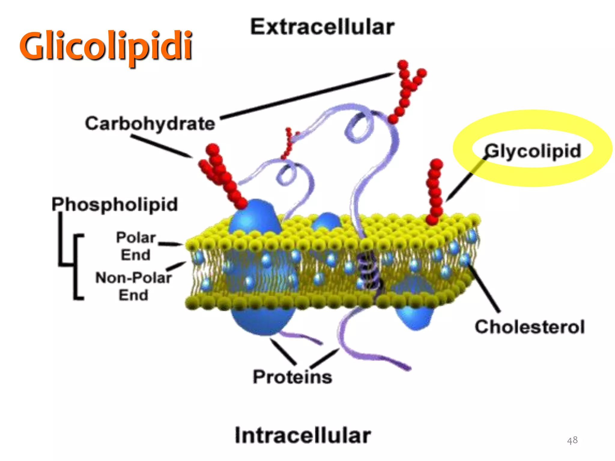 Biomolecole 3. lipidi | PDF