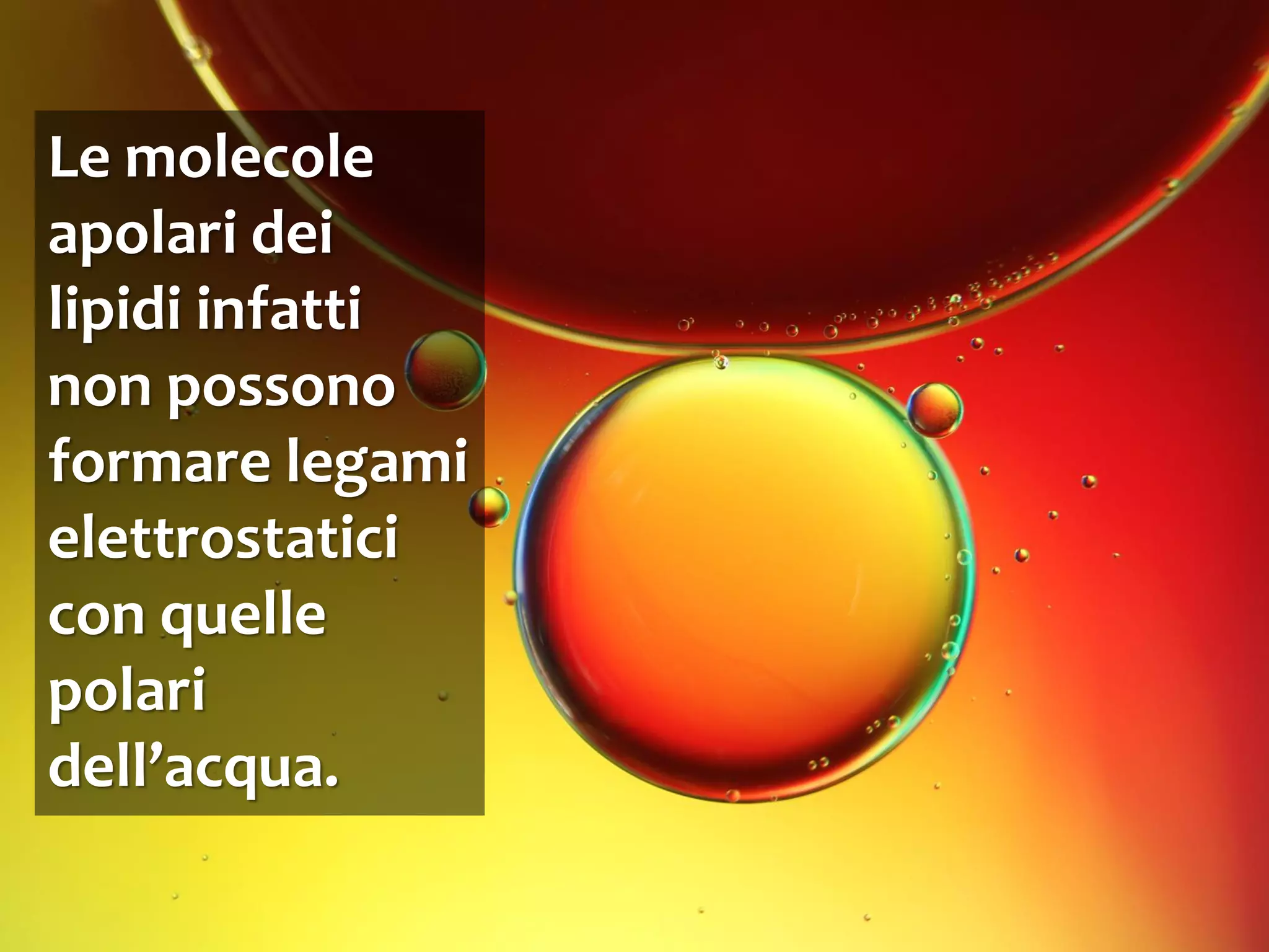 Biomolecole 3. lipidi | PDF