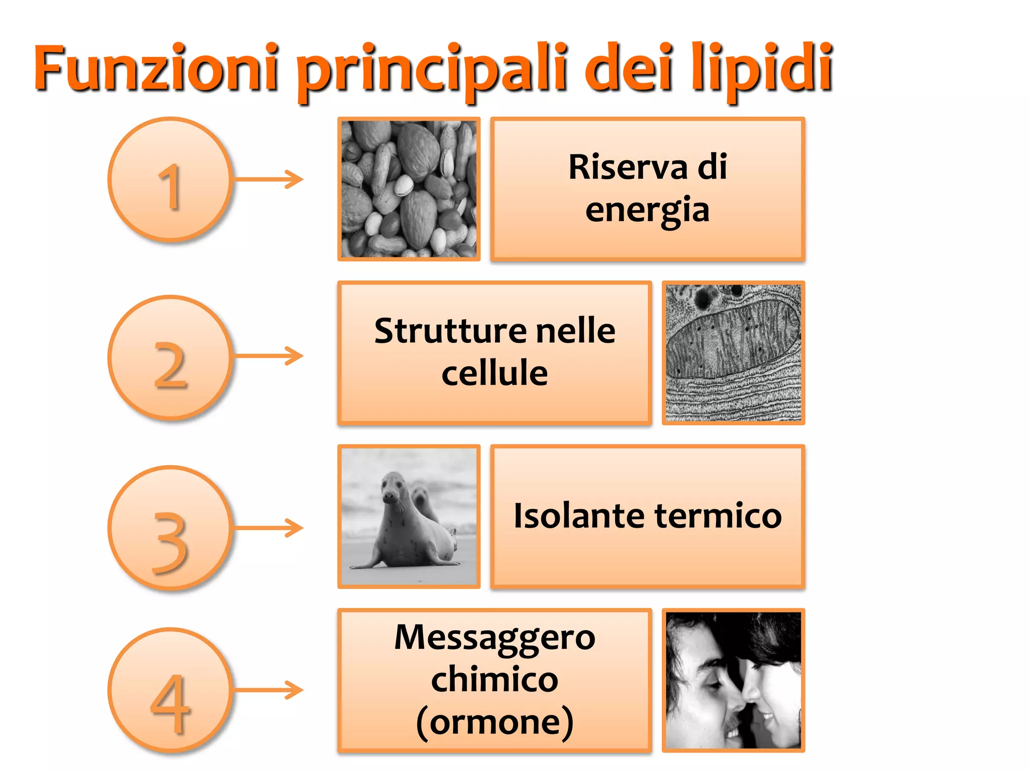 Biomolecole 3. lipidi | PDF
