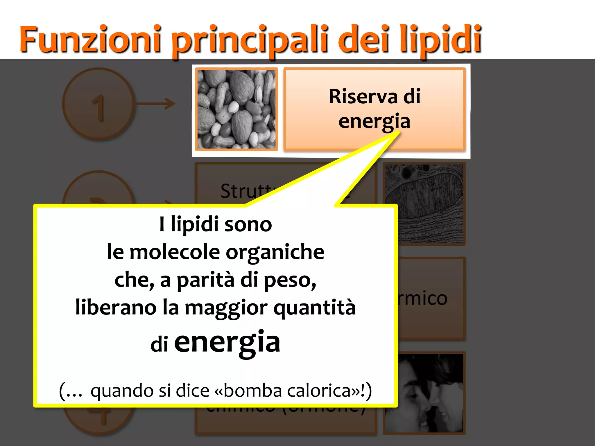 Biomolecole 3. lipidi | PDF