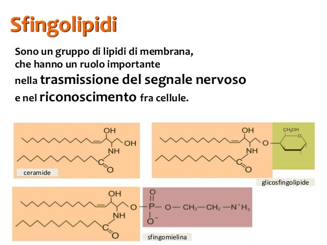 Biomolecole 3. lipidi