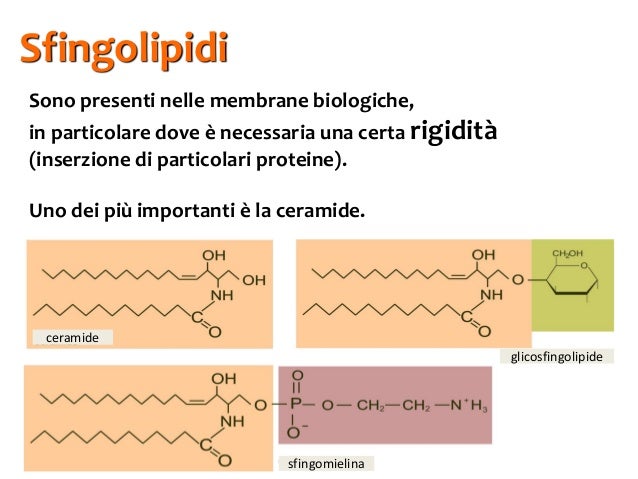 Biomolecole 3. lipidi