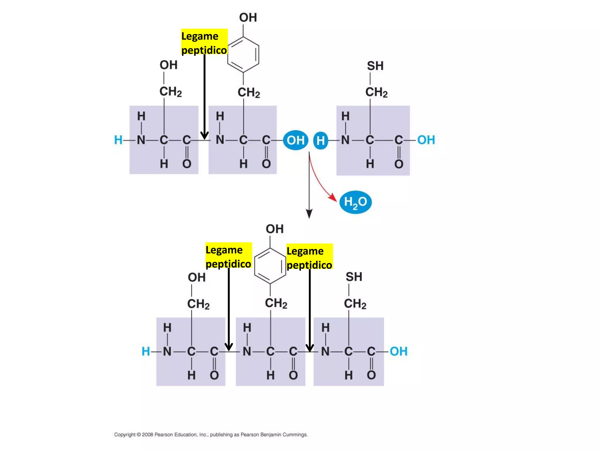 Biomolecole 4. proteine | PDF