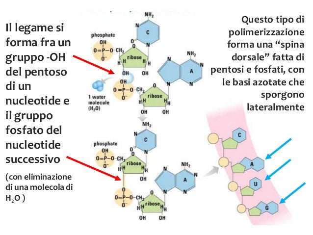 Biomolecole 5. acidi nucleici