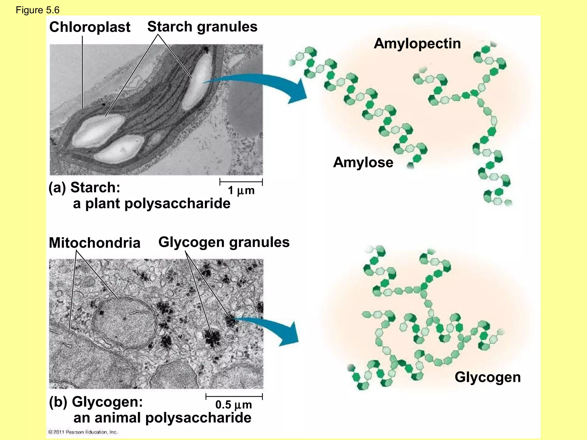 Macromolecules | PPT