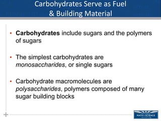 adapted ppt macromolecules physical science.pptx