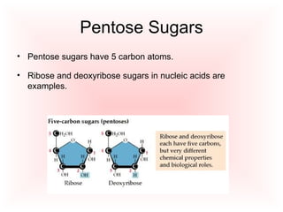 Macromolecules carbohydrates | PPT