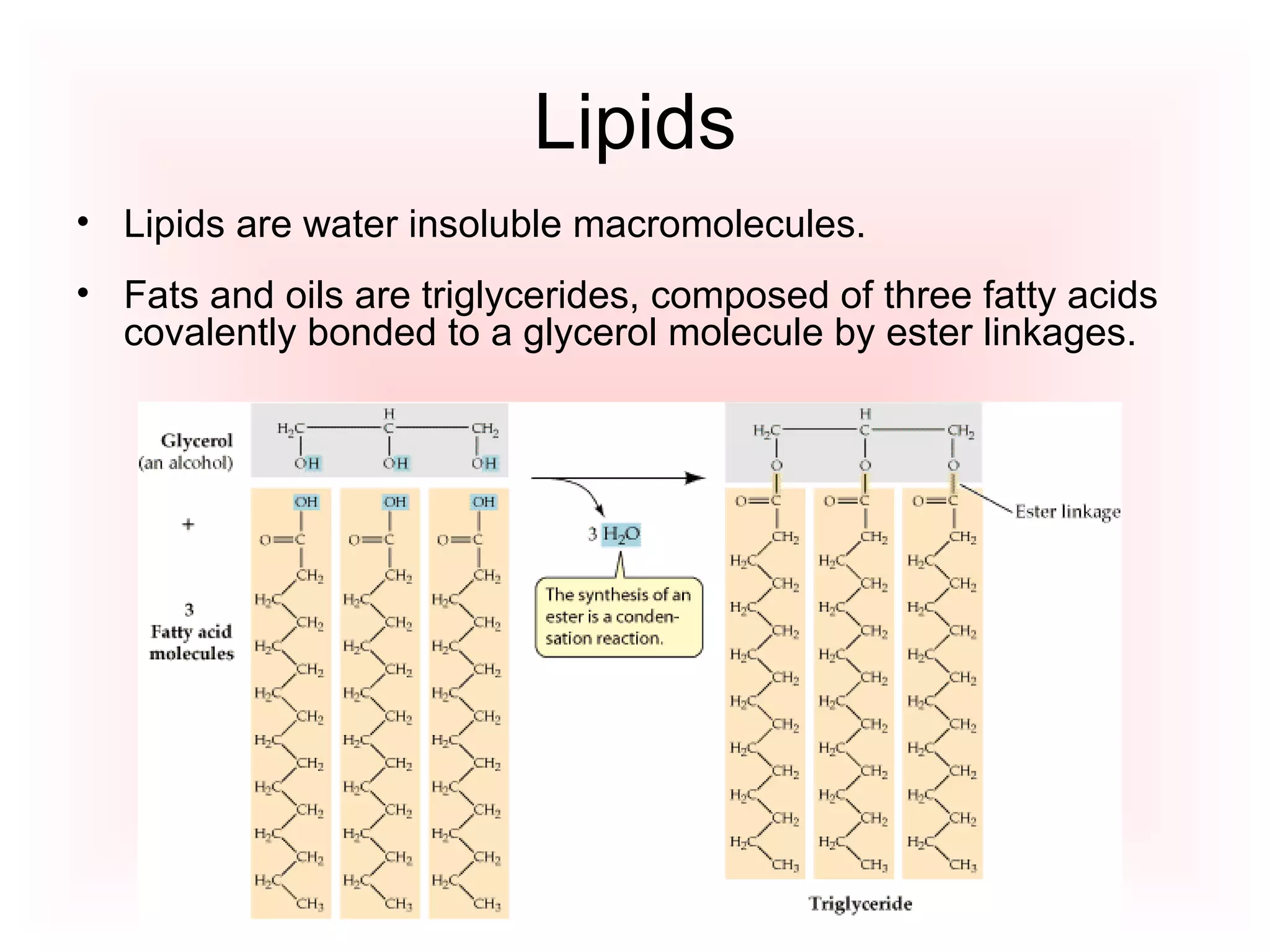 Macromolecules lipids | PPT