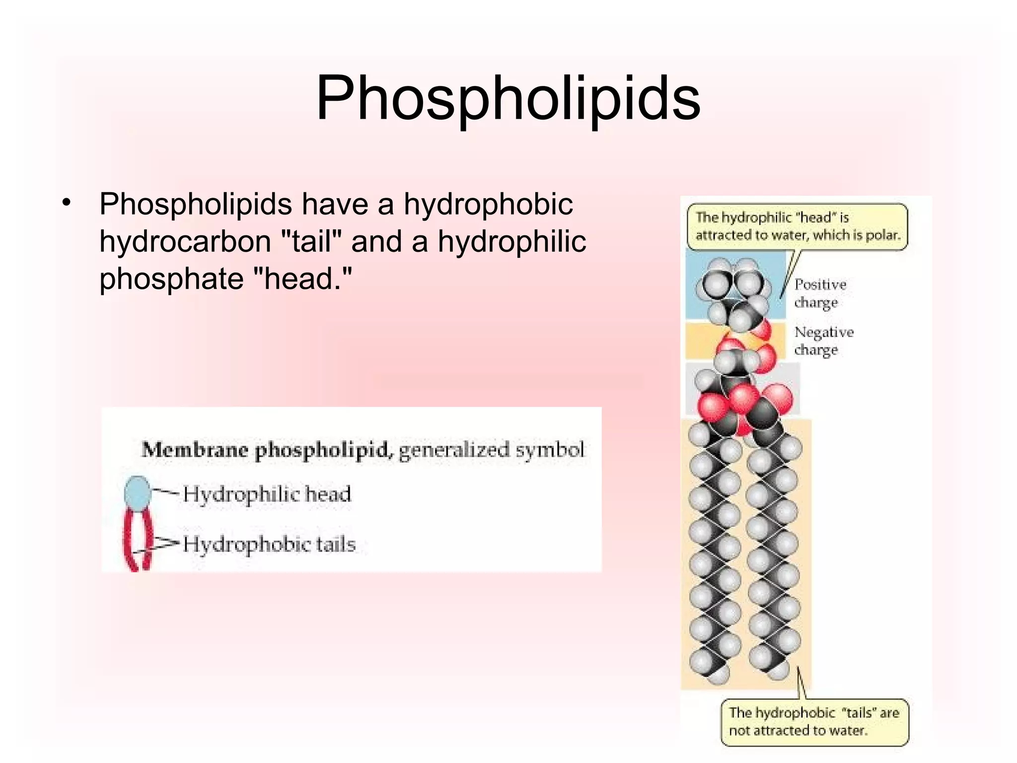 Macromolecules lipids | PPT
