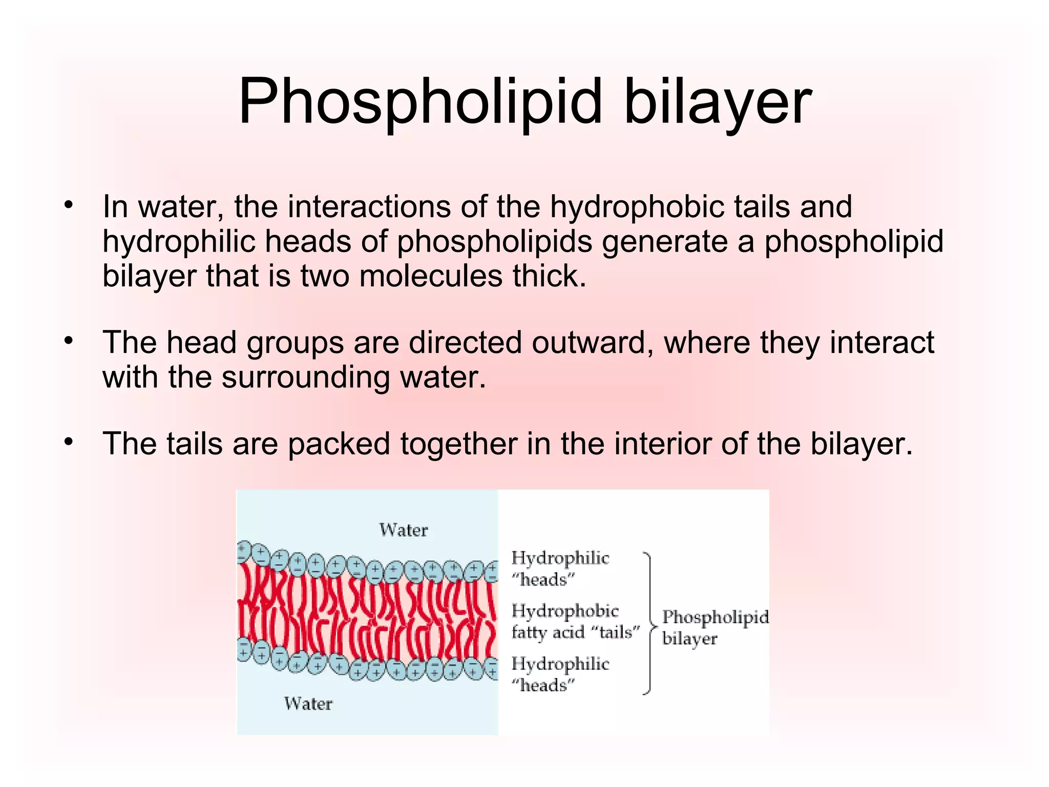 Macromolecules lipids | PPT