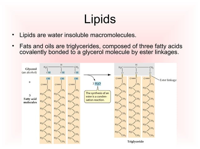 Macromolecules lipids | PPT