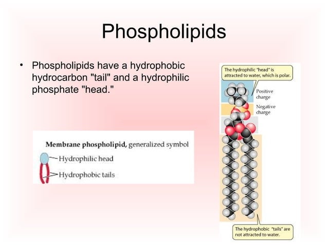 Macromolecules lipids | PPT