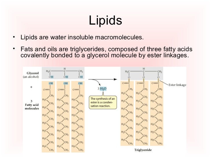 Macromolecules lipids