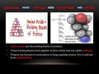 Macromolecules-Presentation-NXPowerLite.pptx