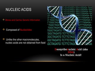 Macromolecules-Presentation-NXPowerLite.pptx