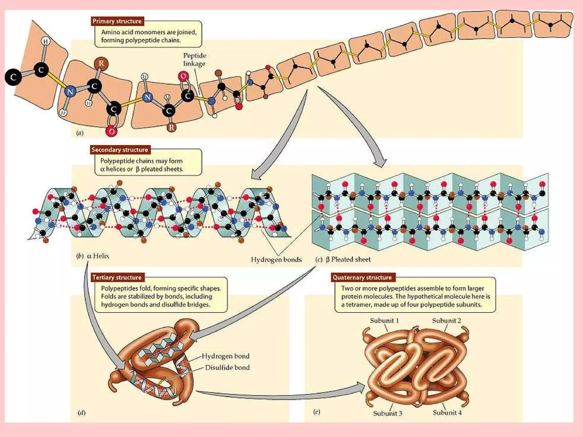 Macromolecules proteins | PPT