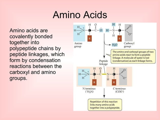 Macromolecules proteins | PPT