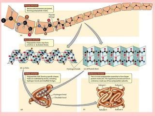 Macromolecules proteins | PPT