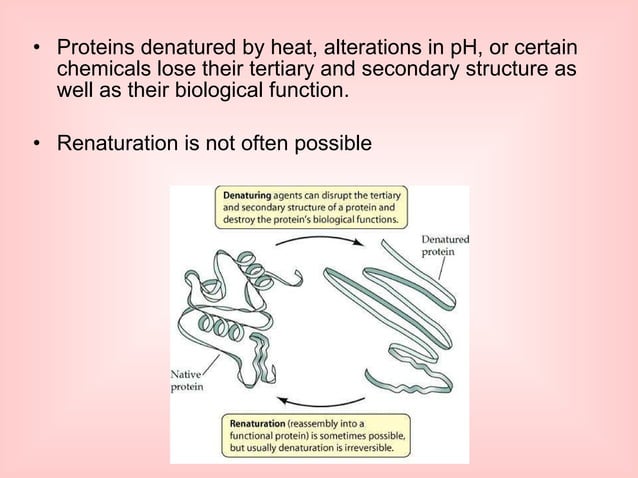 Macromolecules proteins | PPT