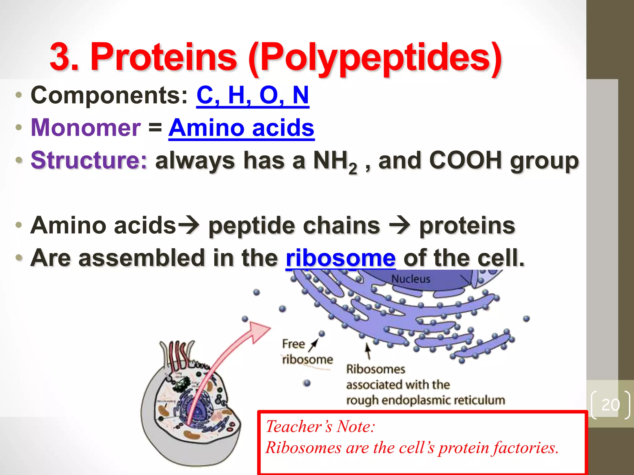 Macromolecules and enzymes ppt notes | PPTX
