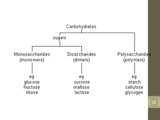Macromolecules and enzymes ppt notes | PPTX