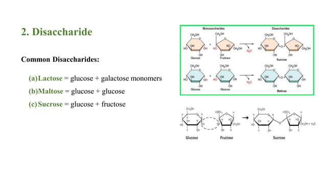 Biochemistry - Macromolecules_Carbohydrates.pdf