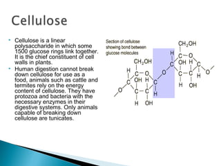Macromolecules in cells | PPT