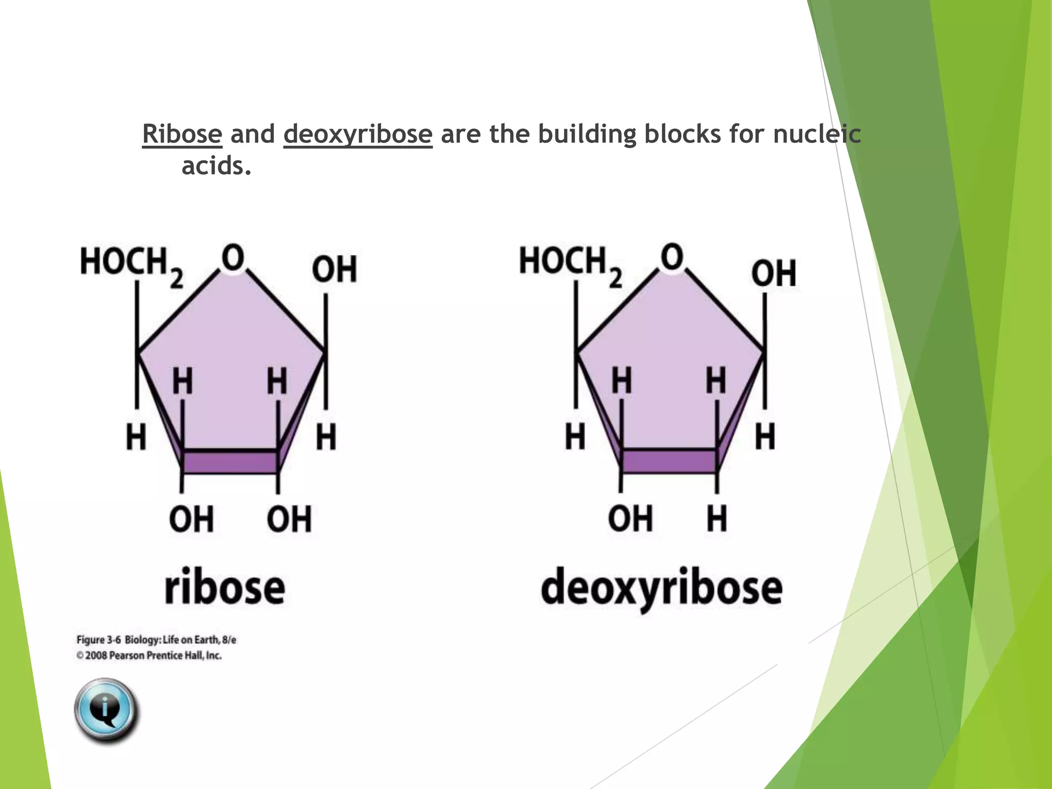 Macromolecules introduction | PPTX