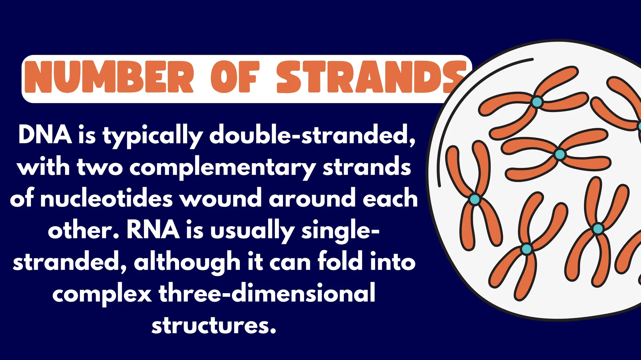 Physical Science Macromolecules _ Nucleic Acid | PDF