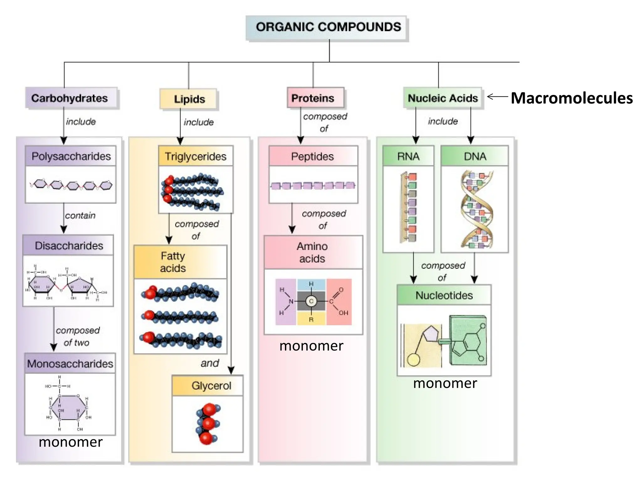 Biological Macromolecules PowerPoint Presentation | PPT