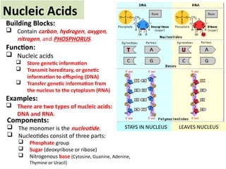 Biological Macromolecules PowerPoint Presentation | PPTX