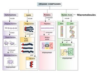 Biological Macromolecules PowerPoint Presentation | PPTX