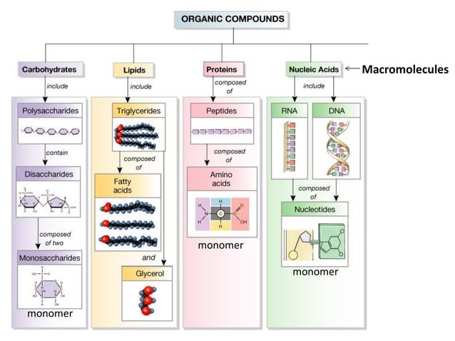 Biological Macromolecules PowerPoint Presentation | PPT