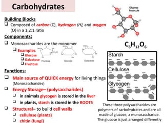 Biological Macromolecules PowerPoint Presentation | PPT