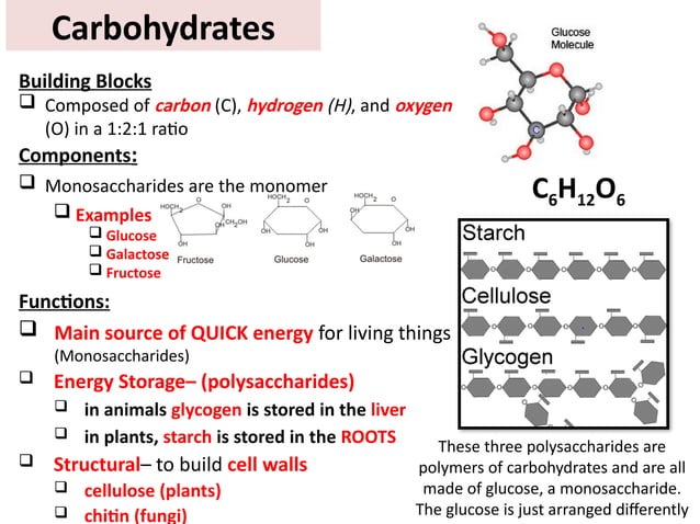 Biological Macromolecules PowerPoint Presentation | PPT