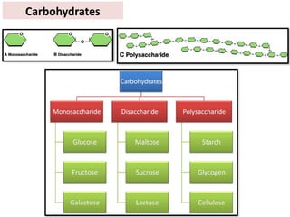 Biological Macromolecules PowerPoint Presentation | PPT