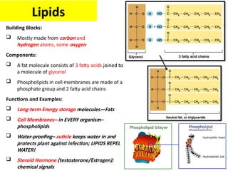 Biological Macromolecules PowerPoint Presentation | PPT