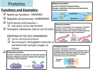 Biological Macromolecules PowerPoint Presentation | PPT