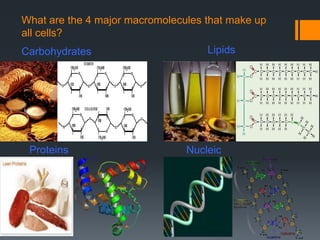 Macromolecules slides | PPTX