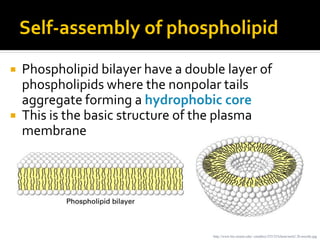 Macro mols lipids lesson | PPTX