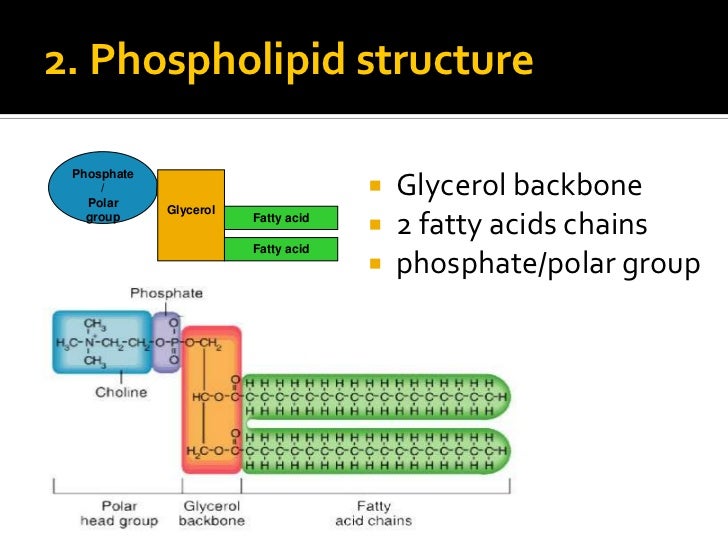 Macro mols lipids lesson