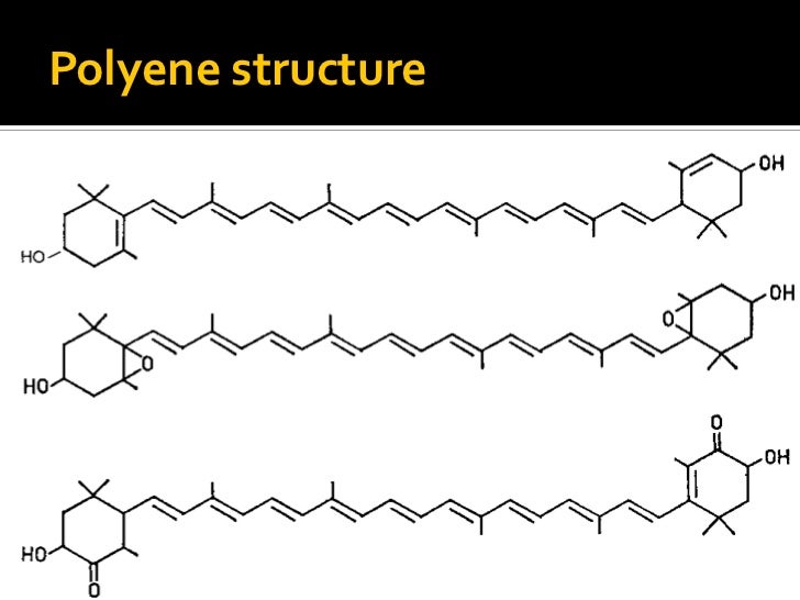 Macro mols lipids lesson
