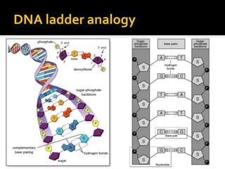 Macro mols nucleic acids | PPTX