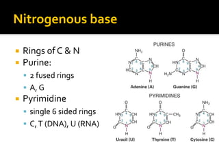 Macro mols nucleic acids | PPTX