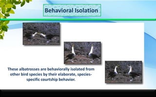 Macro n megaevolution | PPTX