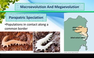 Macro n megaevolution | PPTX